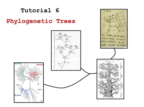 PPT Phylogenetic Trees PowerPoint Presentation Free Download ID