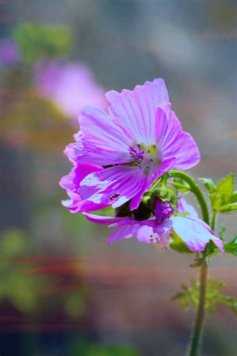 Malve By Marcelfotografie On Deviantart