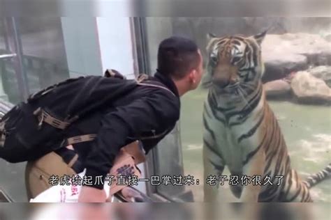 男子调戏老虎，老虎隔着玻璃攻击，虎兄：老子忍你很久了老虎攻击玻璃