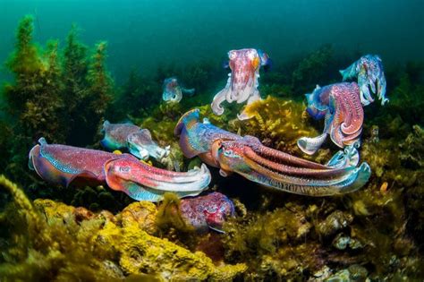 Sex In The Sea Giant Cuttlefish Aggregation In Whyalla • Scuba Diver Life