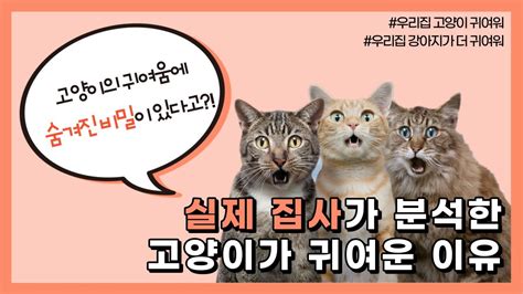 실제 집사가 분석한 고양이가 귀여운 이유 Youtube