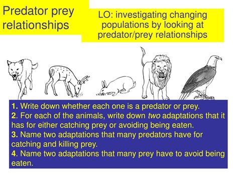Ppt Predator Prey Relationships Powerpoint Presentation Free