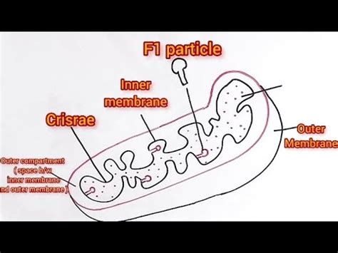 How To Draw Mitochondria Step By Step Easy Method To Draw