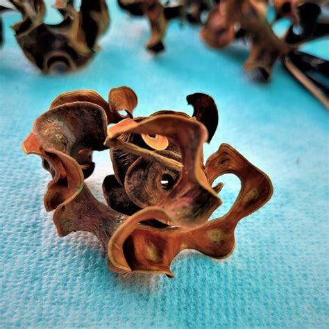 Dried Seed Pods Etsy