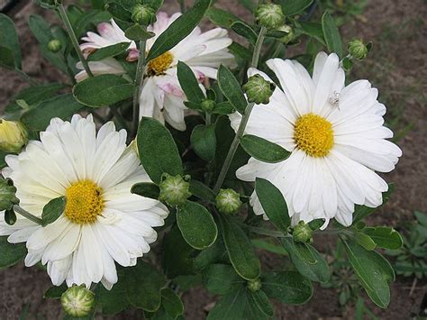 Низкорослые хризантемы. Высота 15 -30 см : МАМИНЫ ГЛАЗА | Plants ...