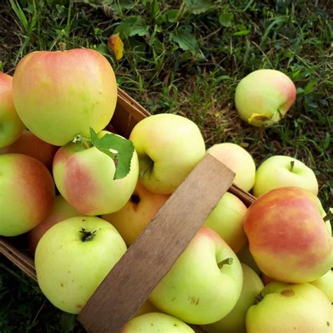 9 Disease Resistant Apple Tree Species Rhythm Of The Home