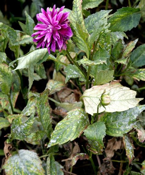 Common Dahlia Diseases And How Best To Combat Them Homes And Gardens