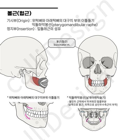 의학그림 메디컬 일러스트 Callidesign On Instagram 함께근육공부 시즌2 근육별기시정지 볼근협근 기시정지 캘리디자인 메디컬일러스트와 함께 차근차근