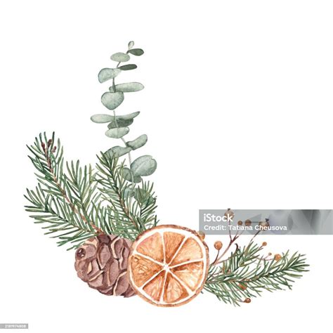 겨울 식물과 함께 크리스마스 코너 구성 전나무 가지 유칼립투스 솔방울 및 마른 오렌지 조각 손으로 그린 식물 그림은 흰색 배경에 고립되어 있습니다 카드 및 인쇄용