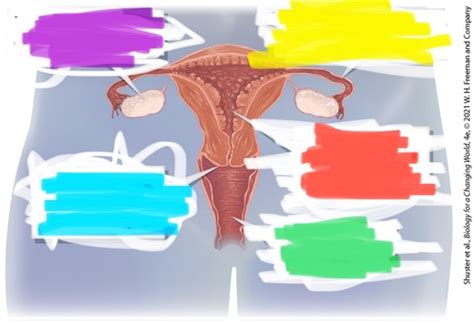 Chapter 31 Biology 2 Flashcards Quizlet