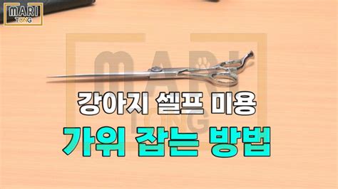 강아지 미용 가위 사용 방법 꿀팁 3가지 마리통