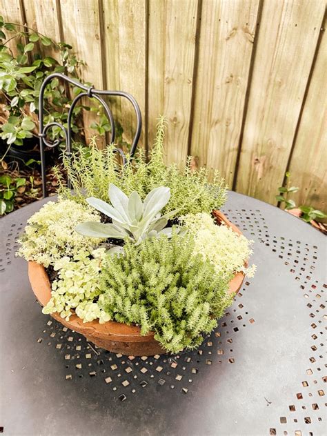 Sedum Container Gardens Cottage In The Oaks
