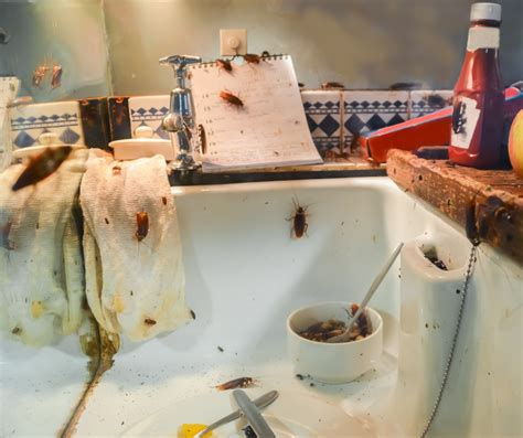 Keeping Cockroaches Out Of Your Qatar Kitchen Tips And Tricks Crestive