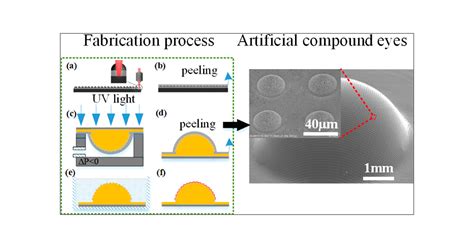 Artificial Compound Eyes Prepared By A Combination Of Air Assisted Deformation Modified Laser