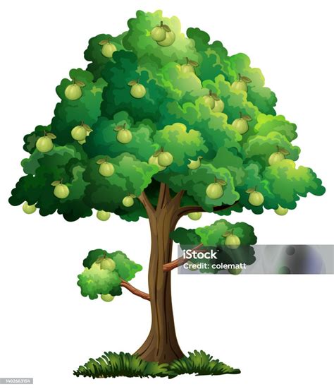 Pohon Buah Jambu Biji Diisolasi Dengan Latar Belakang Putih Ilustrasi