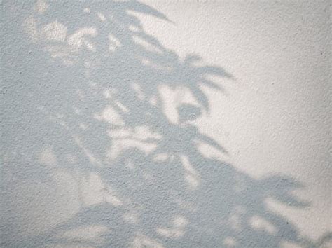 A árvore Deixa A Sombra No Fundo Da Parede Fundo Abstrato Cemen Foto De Stock Imagem De