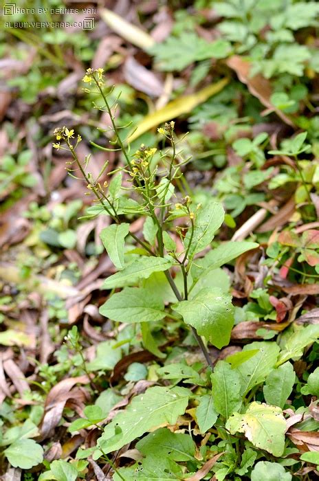 塘葛菜种植 鲜塘葛菜是什么样子 塘葛菜 大山谷图库