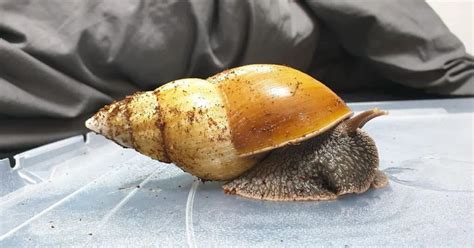 Giant African Land Snail Facts Characteristics And Habits Learn About Nature