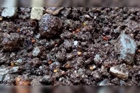 草莓不用买简单几步教你在家自己种爱吃草莓的朋友快学起来吧