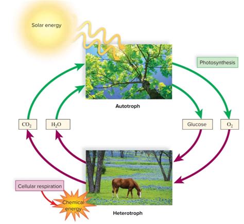 Biol 1306 Unit 2 Photosynthesis Diagram Quizlet
