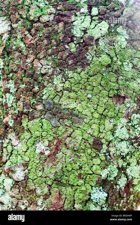 Lichen On Tree Australia Hi Res Stock Photography And Images Alamy