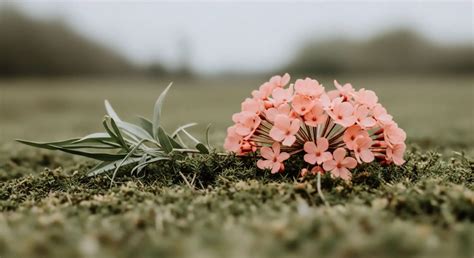 Environmental Cues → Term