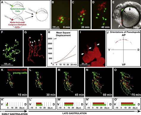 Live Analysis Of Endodermal Layer Formation Identifies Random Walk As A
