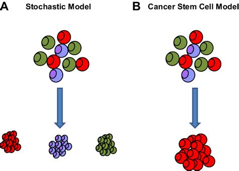 Stochastic And Csc Models A Stochastic Model Envisaging That Any Download Scientific Diagram