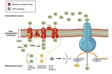 Electron Transport Chain And Energy Production