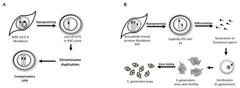 schematic overview of ipsc reprogramming mediated chromosome