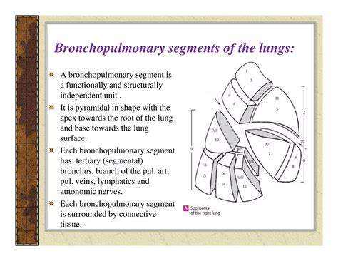 Lec8 Lungs Ptandrc Pdf