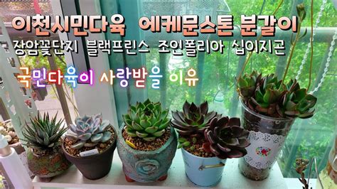 야밤의 분갈이 수다 And 고가다육이의 몸값이야기and 잎꽂이판 물주기 다육이를부탁해 Youtube