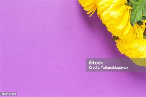 봄 크 로커 스 보라색 배경에서 활기찬 노란 국화 평평한 누워 수평 인사말 카드 소셜 미디어 꽃 배달 어머니의 날 여성의 날에 대 한 복사 공간을 가진 이랑 노랑에 대한