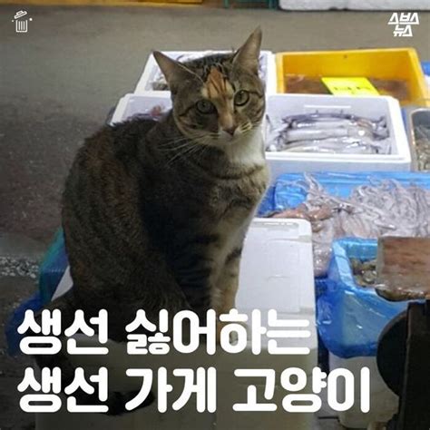 생선 싫어하는 생선 가게 고양이 인스티즈instiz 이슈 카테고리