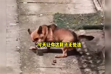 老鼠：我这是造了什么孽呀
