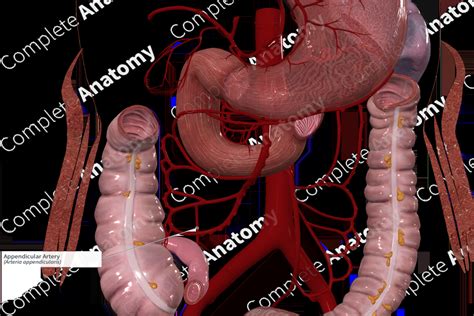 Appendicular Artery Complete Anatomy