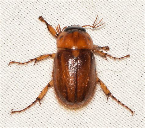 Beetle061717 Cyclocephala Bugguide Net