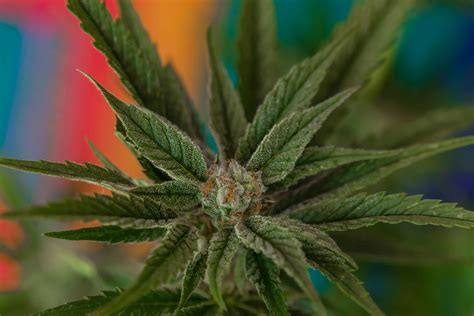 Delta 8 Vs Delta 9 Vs Delta 10 Whats The Difference