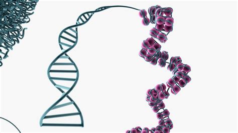 3d chromosome chromatin model turbosquid 2233643