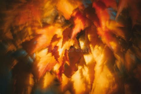 Flowers Soft Focus Effect Depth Of Field Stock Image Image Of Blurred Flower 251870737