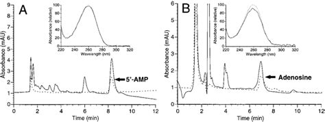 Chromatographic Identification Of 5 Amp And Adenosine In Activated Pmn
