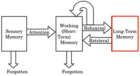 long‐term memory structure encoding and retrieval flashcards quizlet