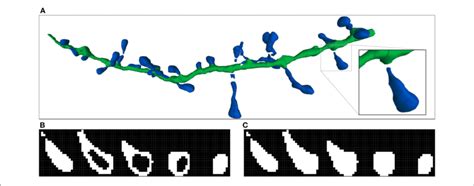 Imaris 3d Segmentation And The Two Steps Of The Voxelization Process