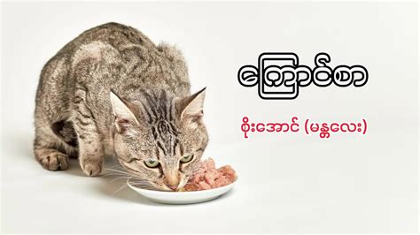 ကြောင်စာ စိုးအောင် မန္တလေး Youtube