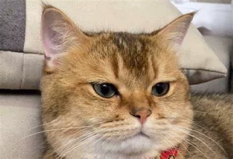 新手养公猫好还是母猫好 畔畔网