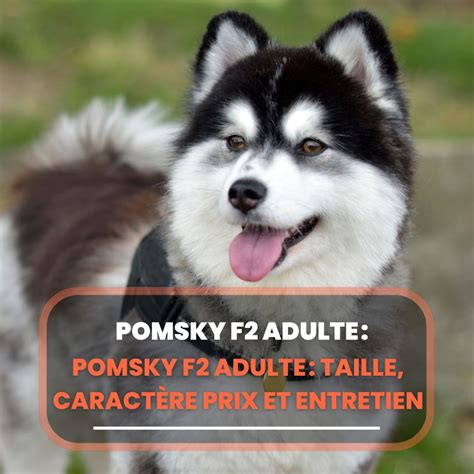 Pomsky F2 Adulte Taille Caractère Prix Et Entretien Chien Conseils