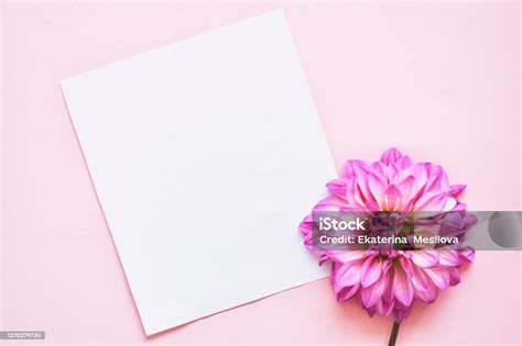 모형 초대 빈 종이 인사말 카드 흰색 봉투와 분홍색 Flover 맨 위 보기입니다 공간을 복사합니다 0명에 대한 스톡 사진 및 기타 이미지 Istock