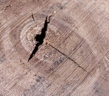 Episode 3 Lumber Grading Shannon S Lumber Industry Update