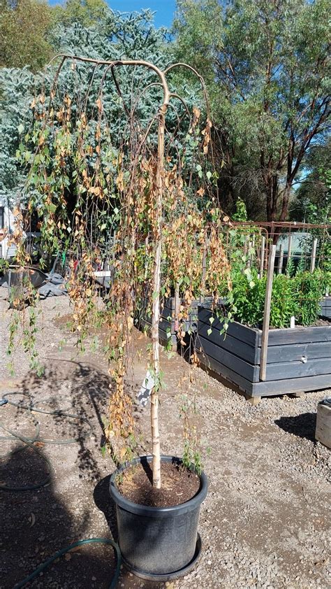 Is My Weeping Birch Dying Rgardening