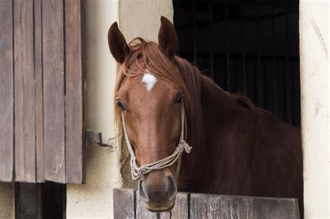 1週前追い切り評価 エリザベス女王杯 20151115 京都芝2200m 適性からはじめる競馬予想